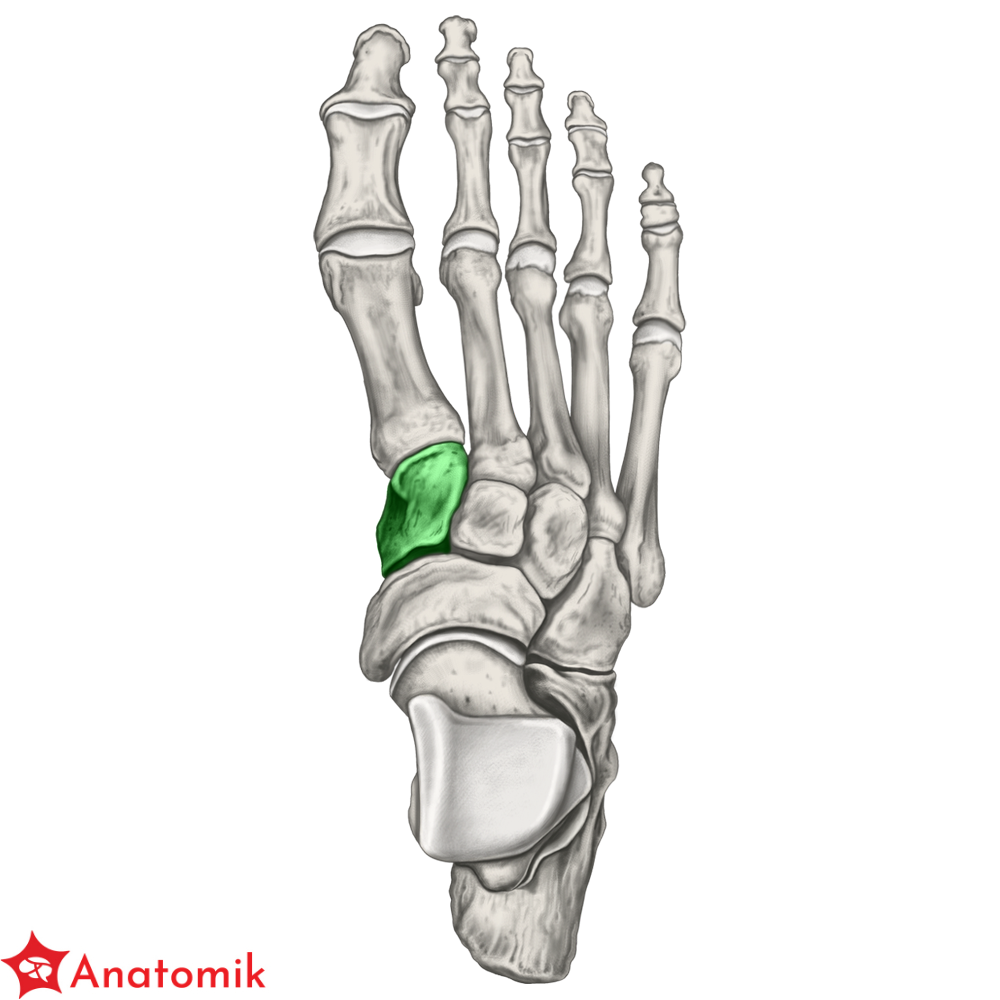 Ko ci St pu Anatomik pl Ko ci St pu Anatomik pl